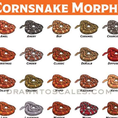 Cornsnake Morph Posters - Etsy