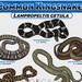 Cornsnake Morph Posters - Etsy