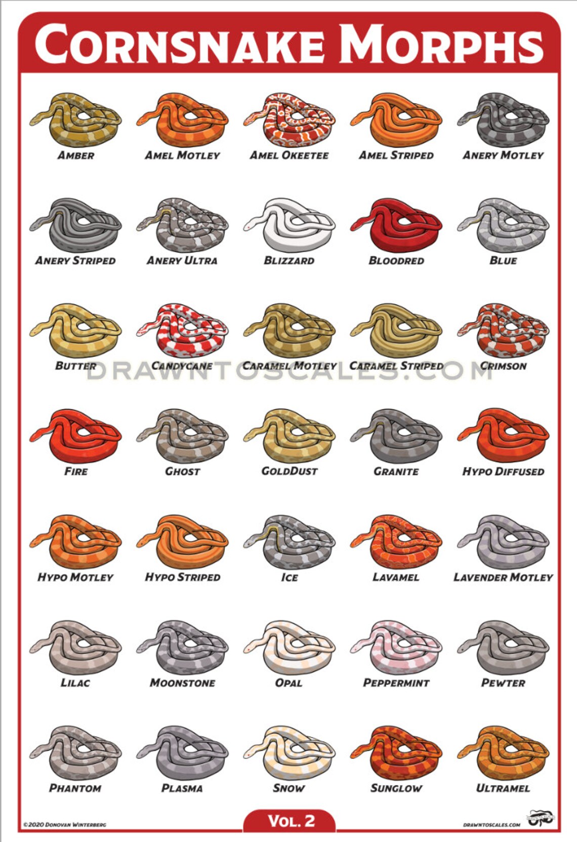 Cornsnake Morph Posters - Etsy