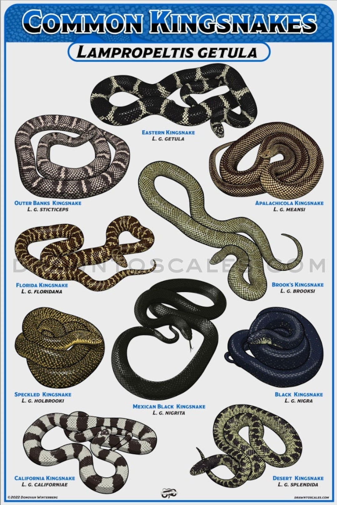Common Kingsnake Poster - Etsy