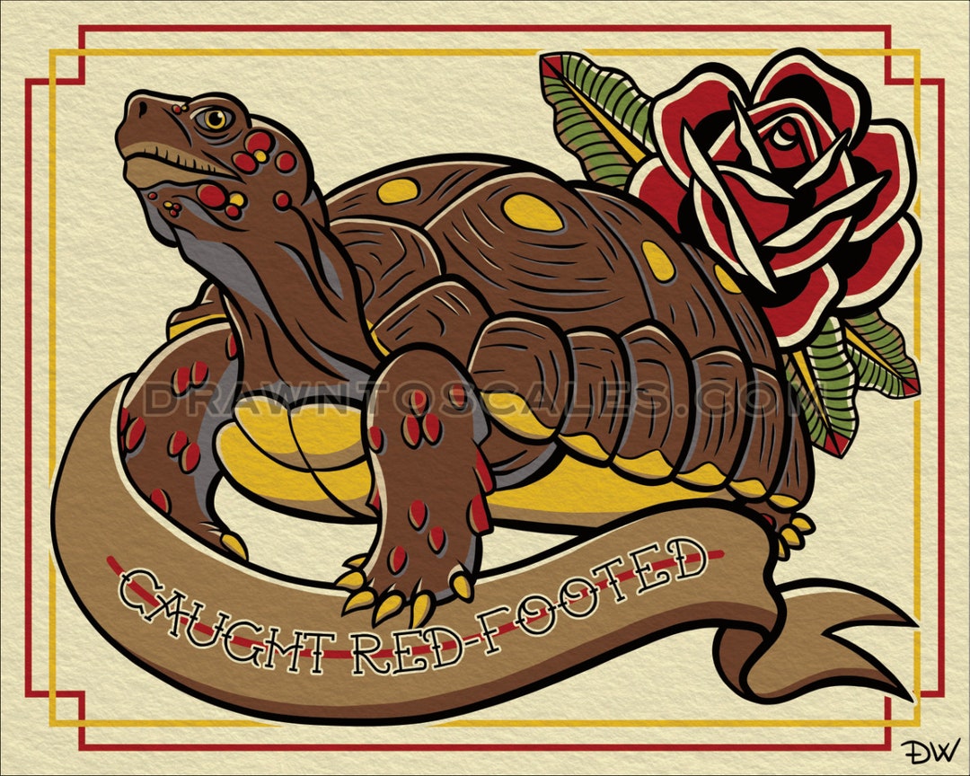 Caught Red-footed Red-footed Tortoise (10" X 8" Print) - Etsy