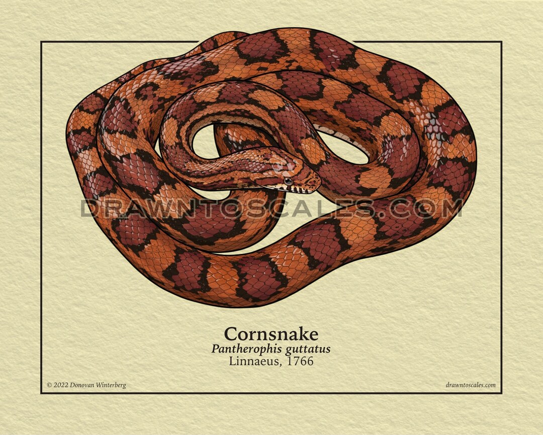 Cornsnake & Emoryi Ratsnake Scientific Print | Hand Drawn Reptile Art ...
