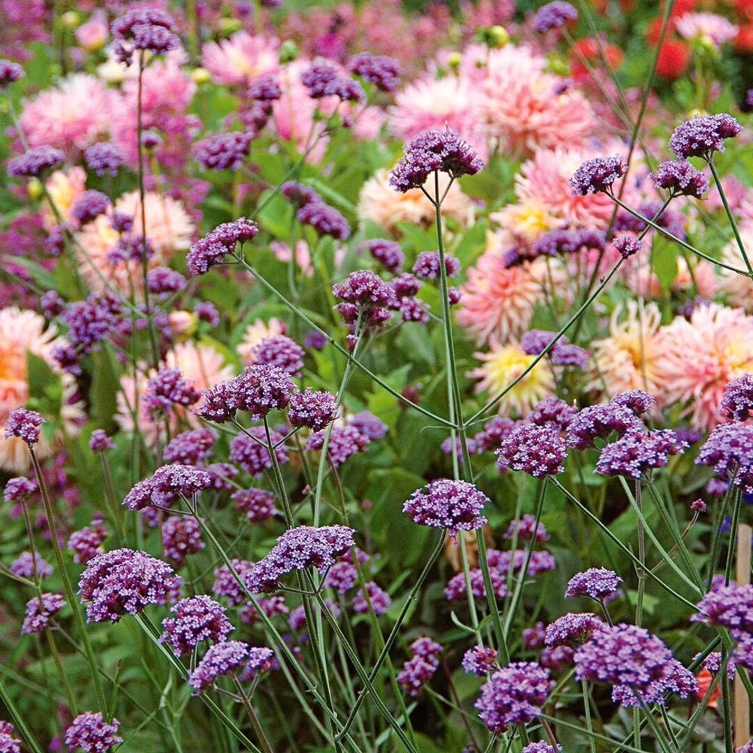 Verbena Bonariensis (8) ~live Plant Plugs~ Baby Plants~ - Etsy