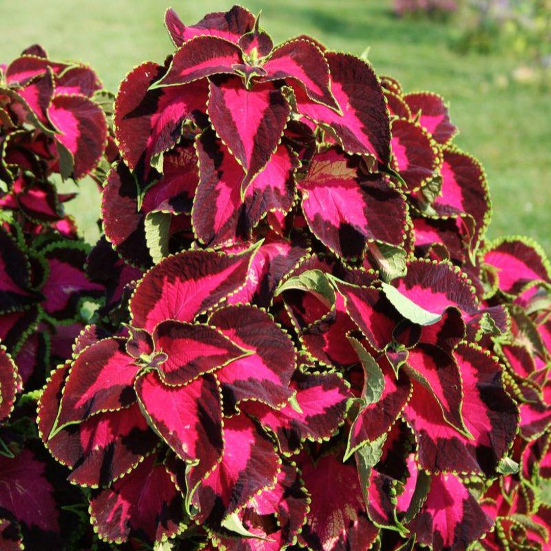 Coleus Chocolate Covered Cherry (10) Live Plant Plugs - Etsy