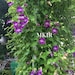 Climbing Snapdragon Violet Vine - Fresh 30+ Seeds - Asarina Acandens ...