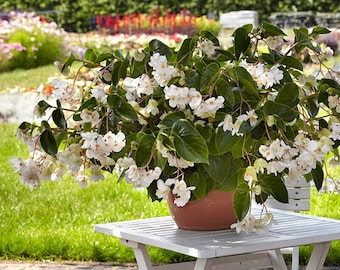 Dragon Wing Begonia PINK 10 Live Plant Plugs - Etsy