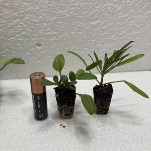 Coreopsis Incredible Swirl 10 Live Plant Plugs - Etsy