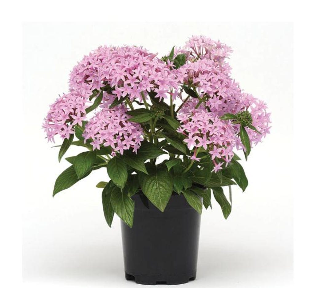Pentas Lucky Star Lavander (10) Live ''baby Plants - Etsy