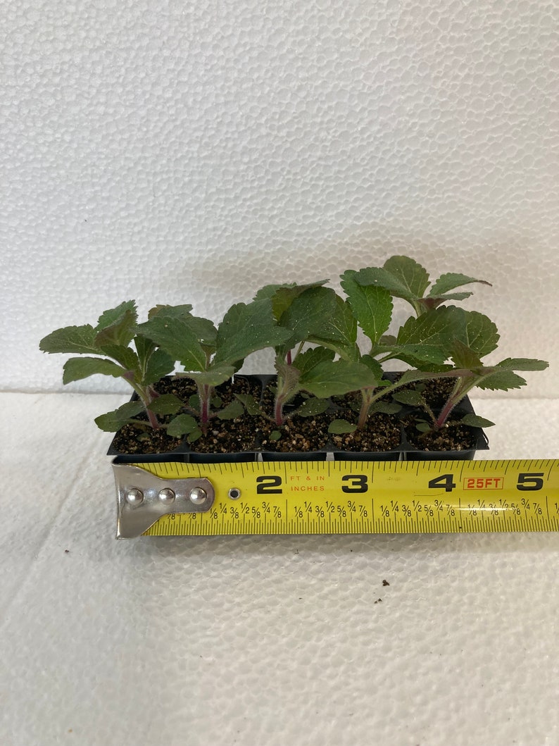 Verbena Bonariensis (5) ~live Plant Plugs~ Baby Plants~ Last Set for ...