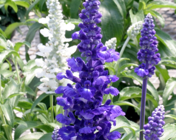 Salvia Rhea Blue (12) Live Plant Plugs - Etsy