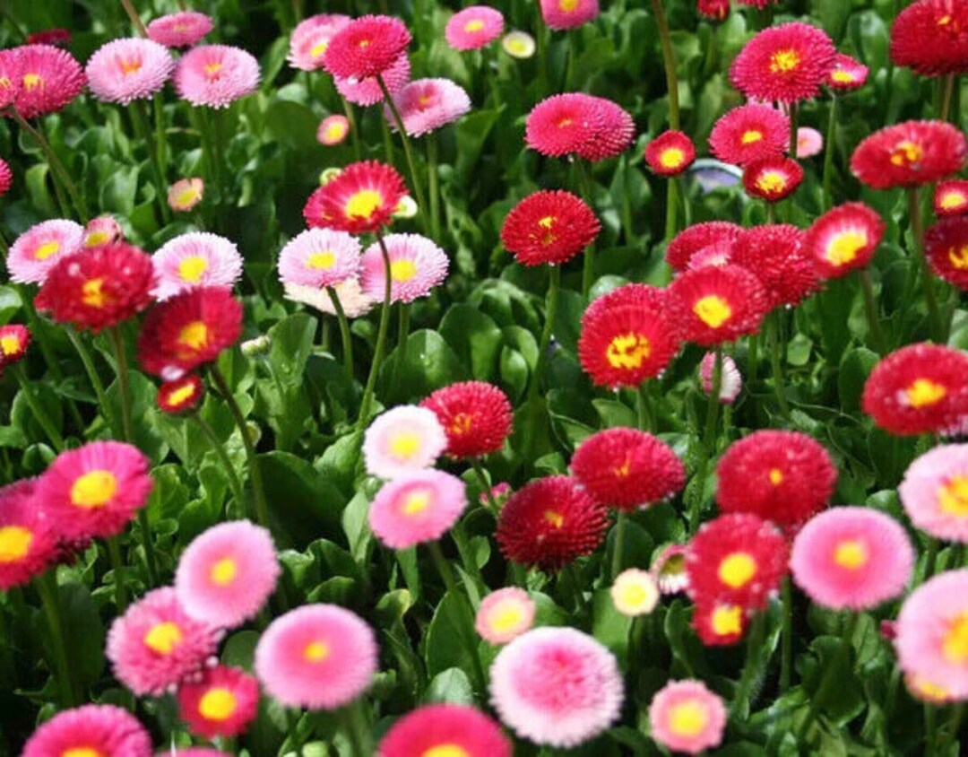 English DAISY DOUBLE ( Bellis) (12) Live Plant Plugs - Etsy