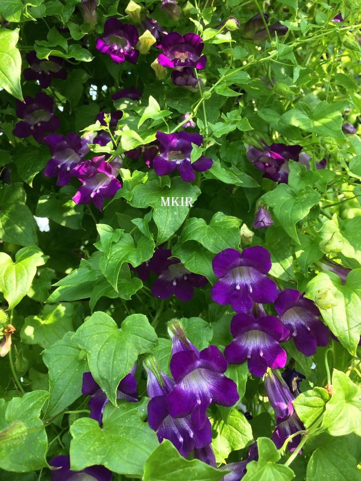 Climbing Snapdragon Violet Vine - Fresh 30+ Seeds - Asarina Acandens ...