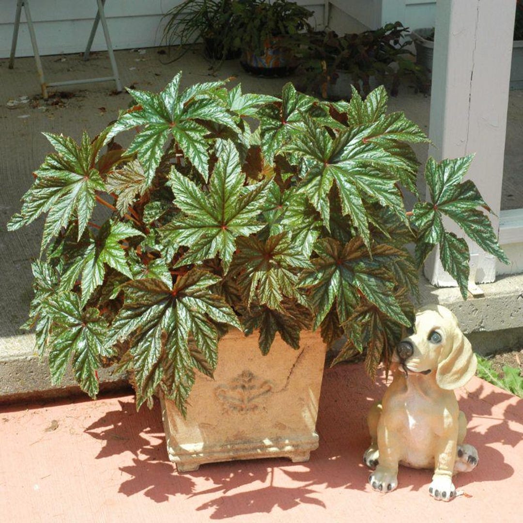 Begonia Gryphon (8) Live Plant Plugs - Etsy