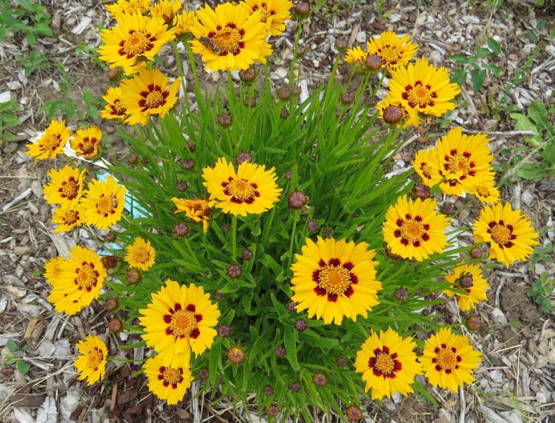 Coreopsis Grandiflora ‘sunfire’ (10) Live Plant Plugs - Etsy
