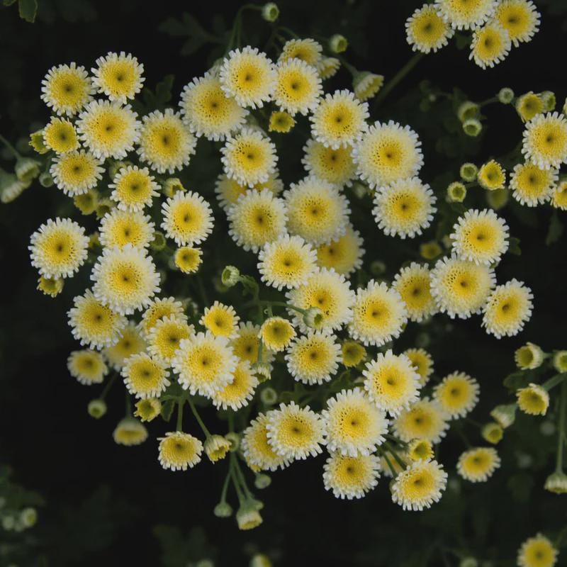 Matricaria/feverfew ''magic Lime Green'' (10) Live Plant Plugs~ - Etsy