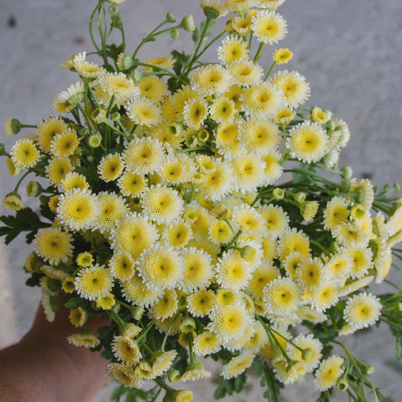 Matricaria/feverfew ''magic Lime Green'' (10) Live Plant Plugs~ - Etsy