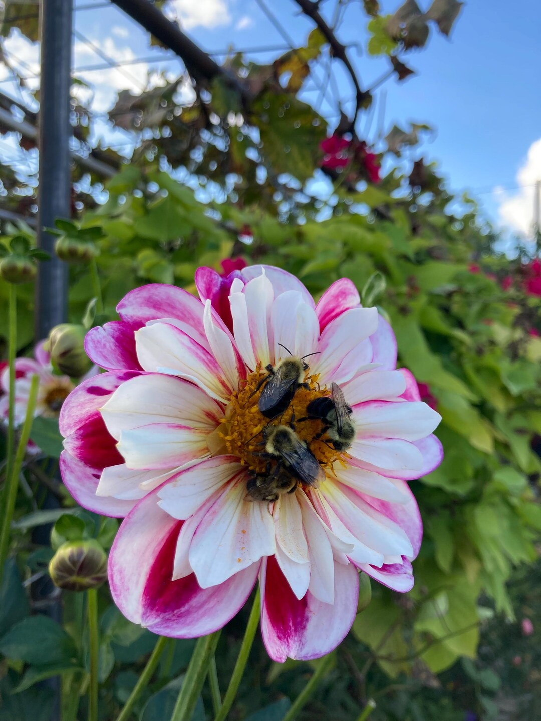 Bumble Rumble Collarette Dahlia (12) Live Plant Plugs - Etsy