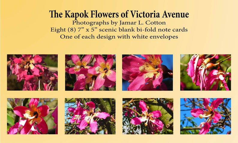 The Kapok Flowers on Victoria Avenue. Eight Beautiful Colorful Designs ...