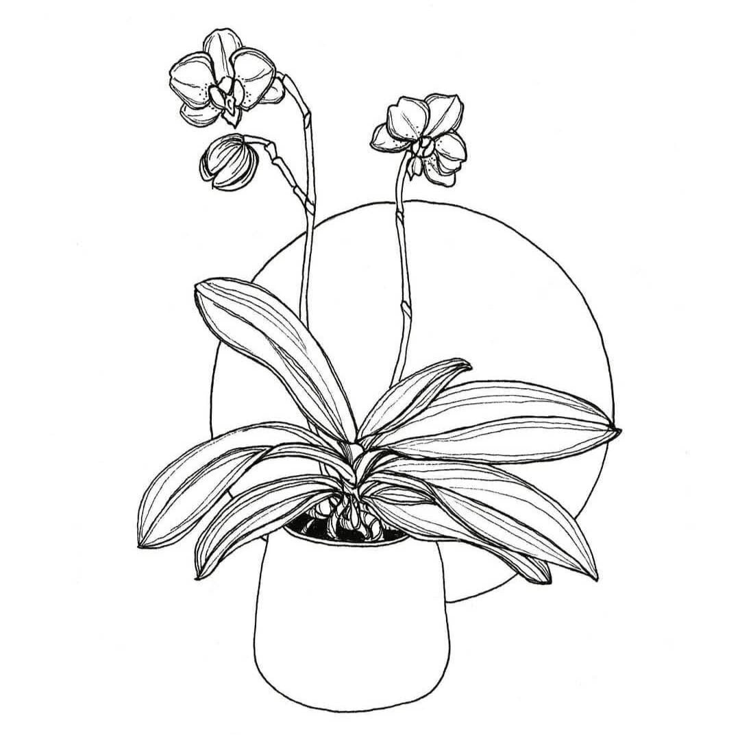 Orchid Plant Ink Drawing Print - Etsy