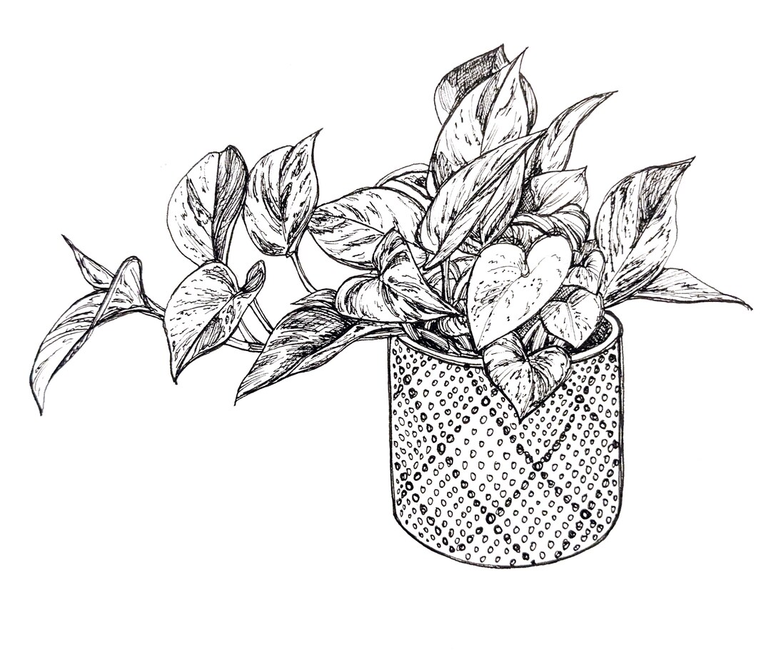 Marble Queen Pathos Plant Ink Drawing Print - Etsy