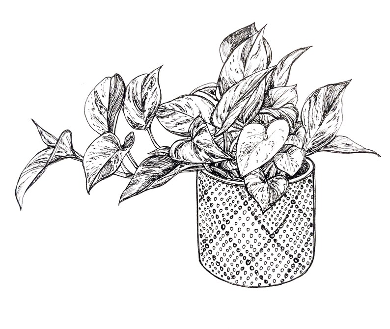 Marble Queen Pathos Plant Ink Drawing Print - Etsy