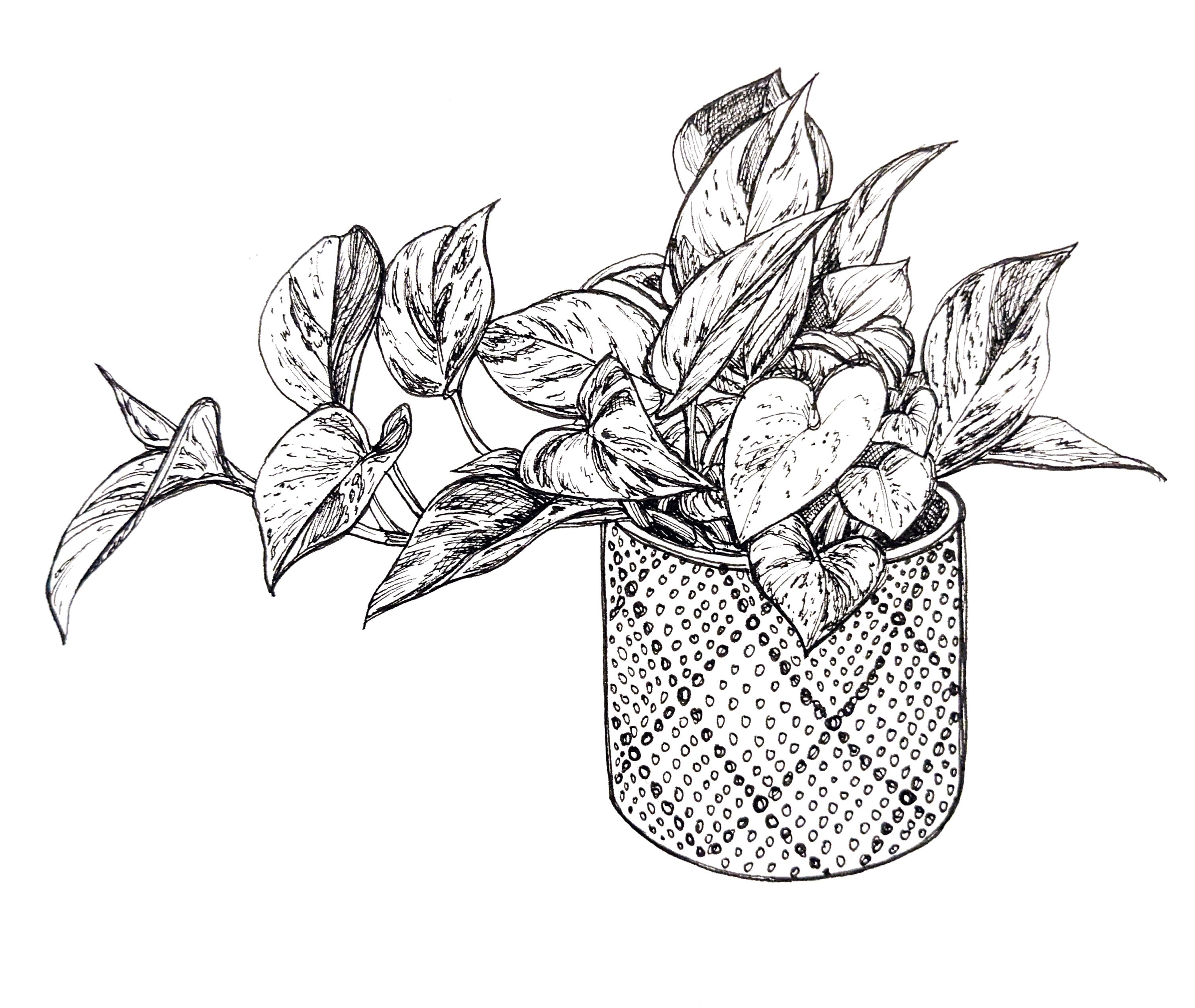 Marble Queen Pathos Plant Ink Drawing Print - Etsy