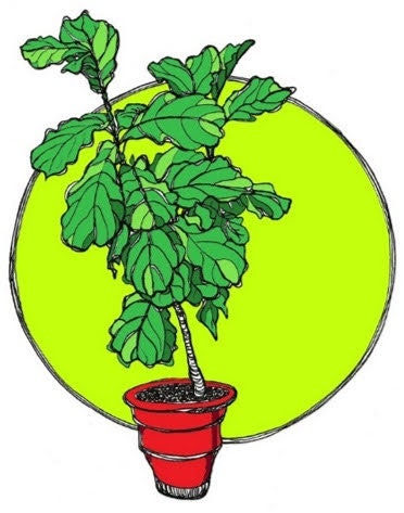 Fiddle Leaf Fig Plant Ink Drawing Print - Etsy