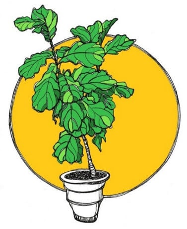 Fiddle Leaf Fig Plant Ink Drawing Print - Etsy