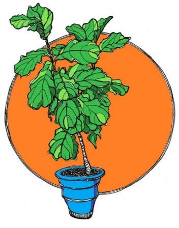 Fiddle Leaf Fig Plant Ink Drawing Print - Etsy