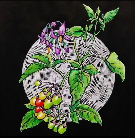 Nightshade Flower Drawing