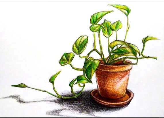 Pathos Plant Colored Pencil Drawing Print | Etsy