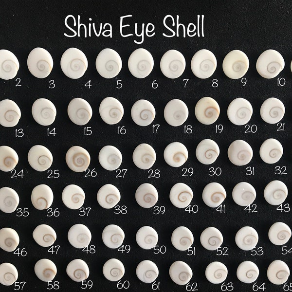 Operculum Shell - Etsy UK