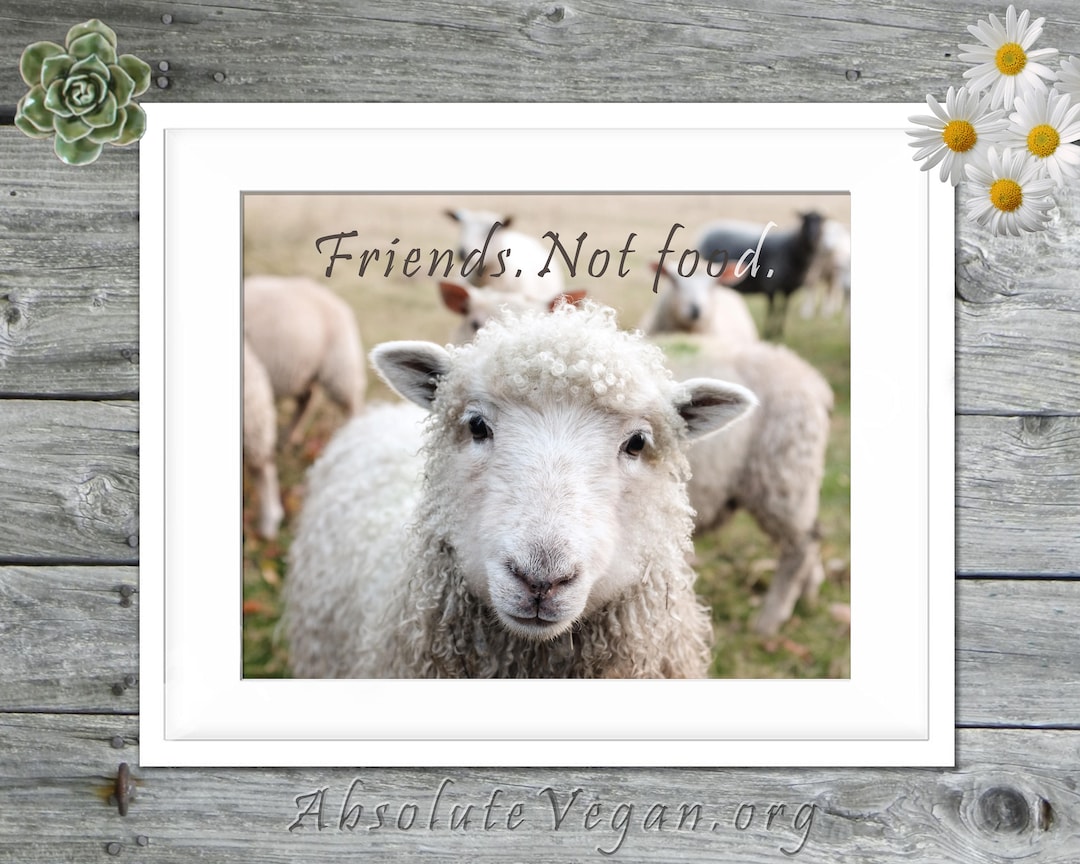 Sheep Photograph With Animal Rights Message "friends. Not Food." - Etsy