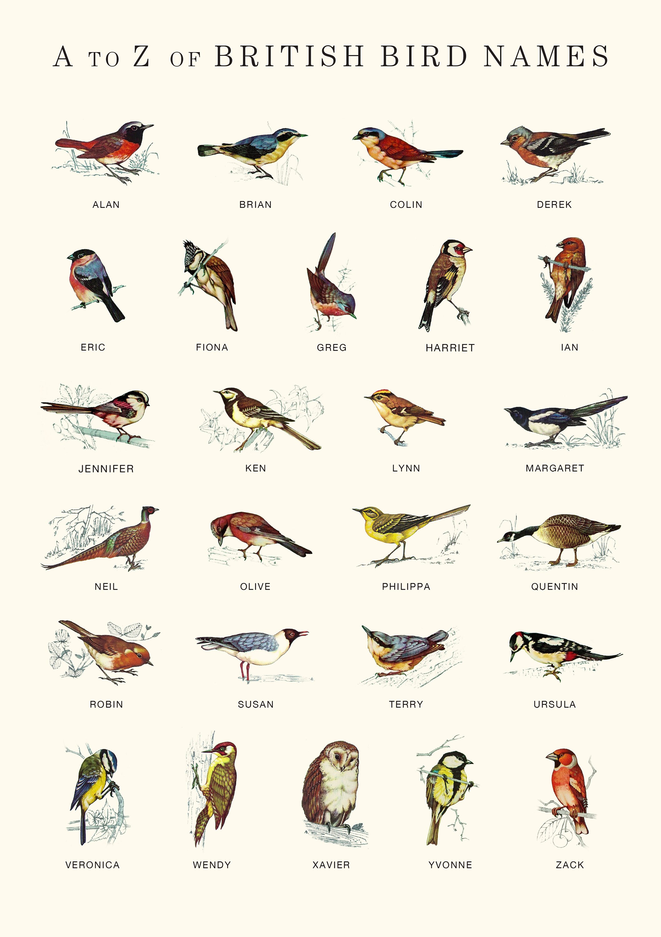 A to Z of British Bird Names Poster (retro Vintage Humour) - Etsy