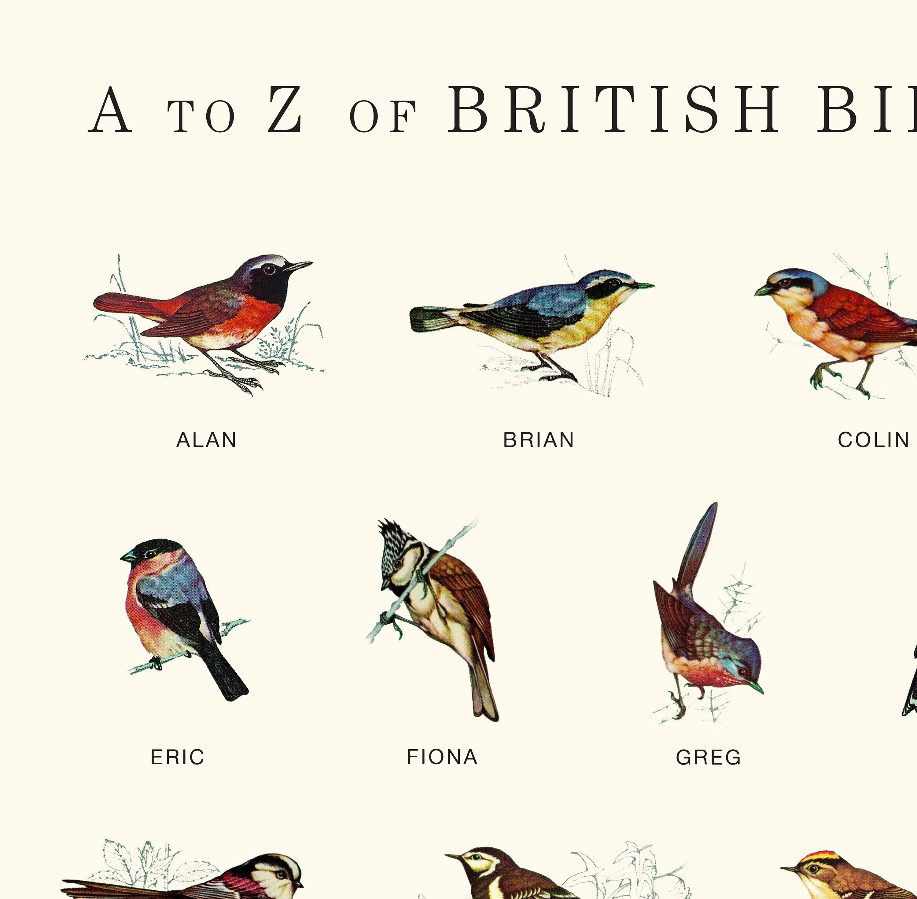 A to Z of British Bird Names Poster (retro Vintage Humour) - Etsy
