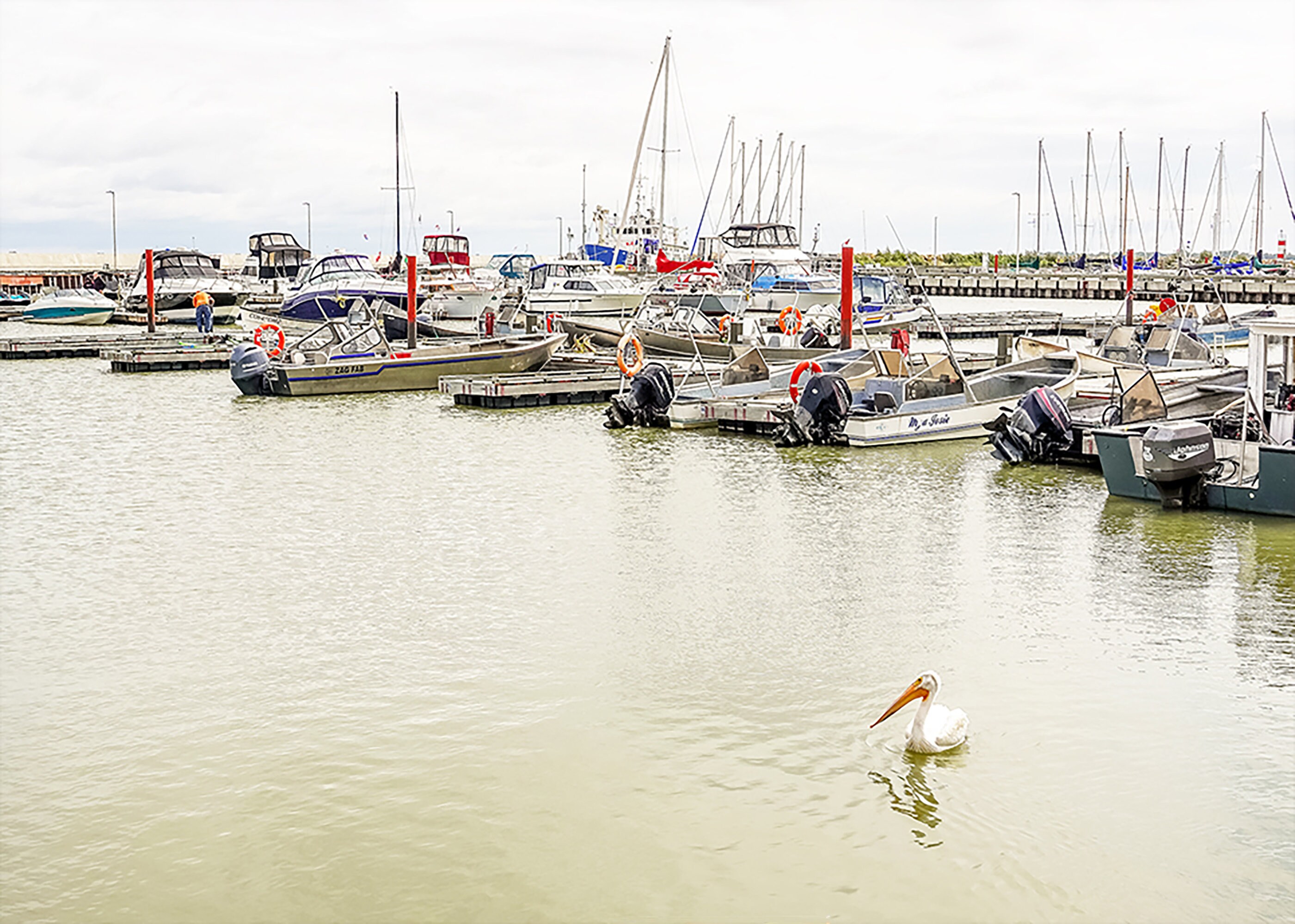 Art & Collectibles Color Gimli Pelican-Prints/Card Landscape Pier ...