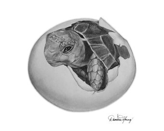 Graphite Turtle Art - Etsy