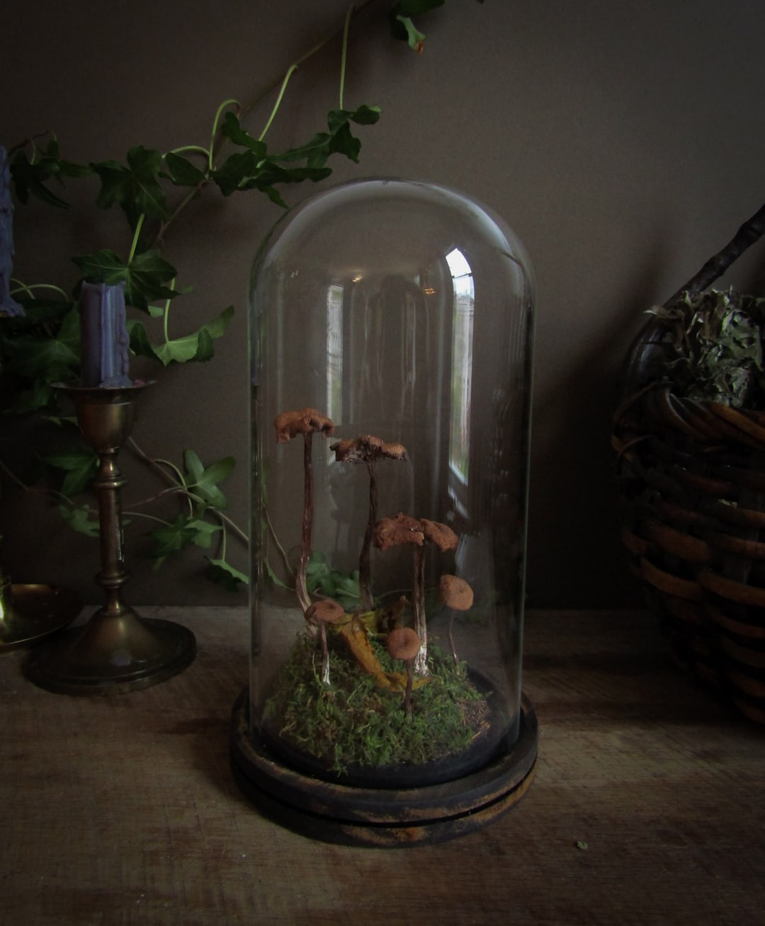 Laccaria Bicolor Mushroom Display - Etsy