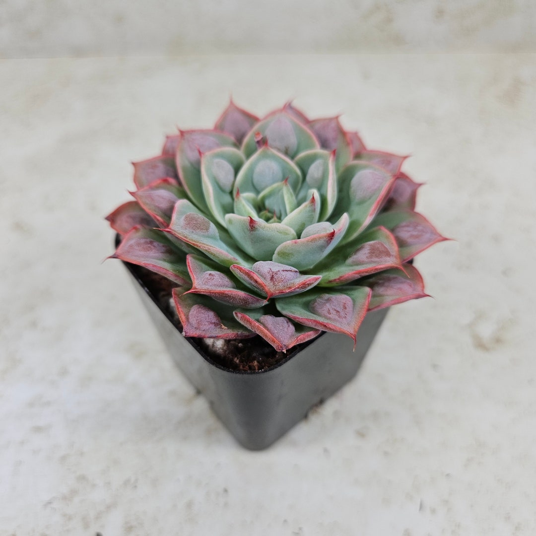 Echeveria Raindrops, Succulent, Live Plant - Etsy