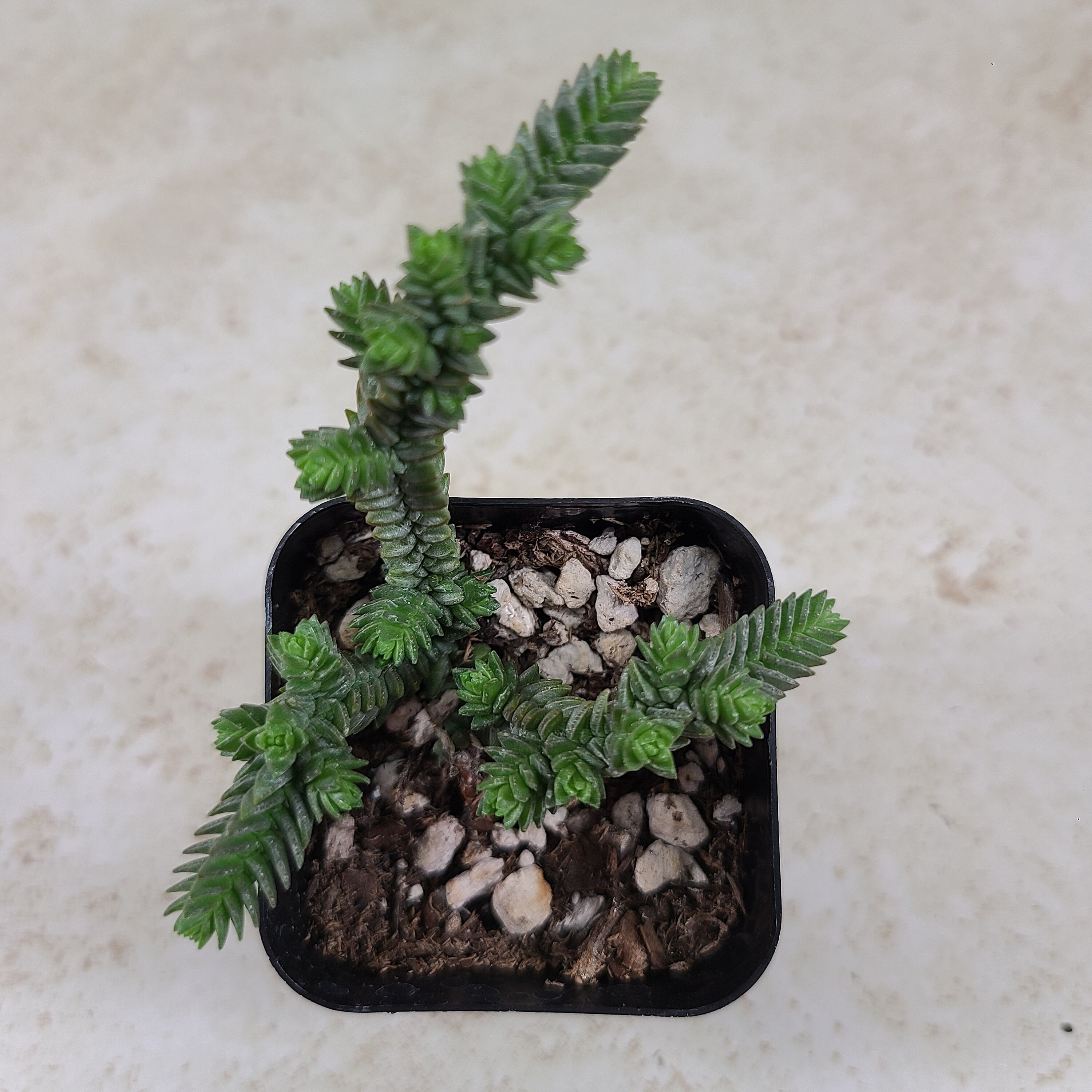 Crassula Mucosa princess Pine Succulent Live - Etsy