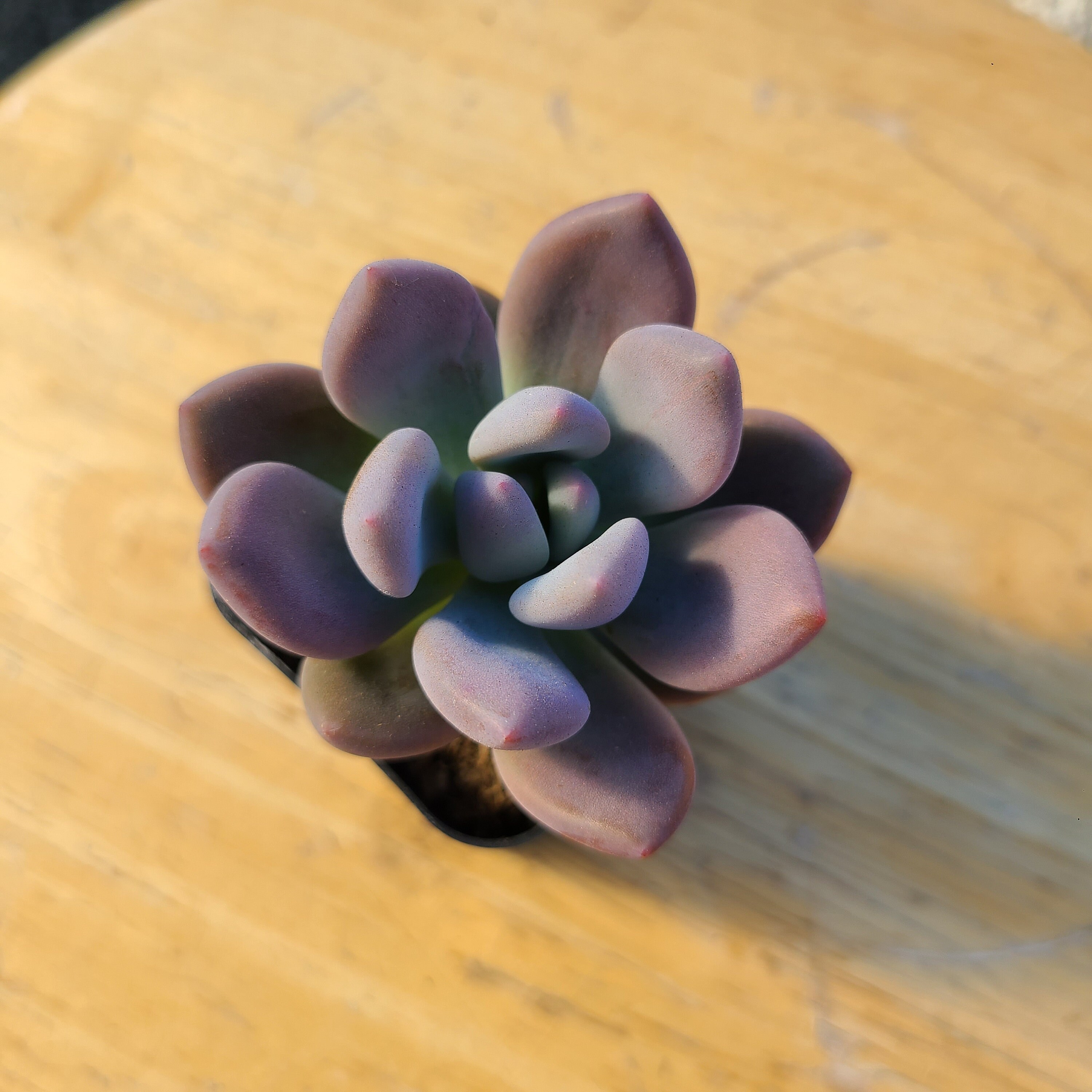 Graptoveria Opalina succulent live plant | Etsy