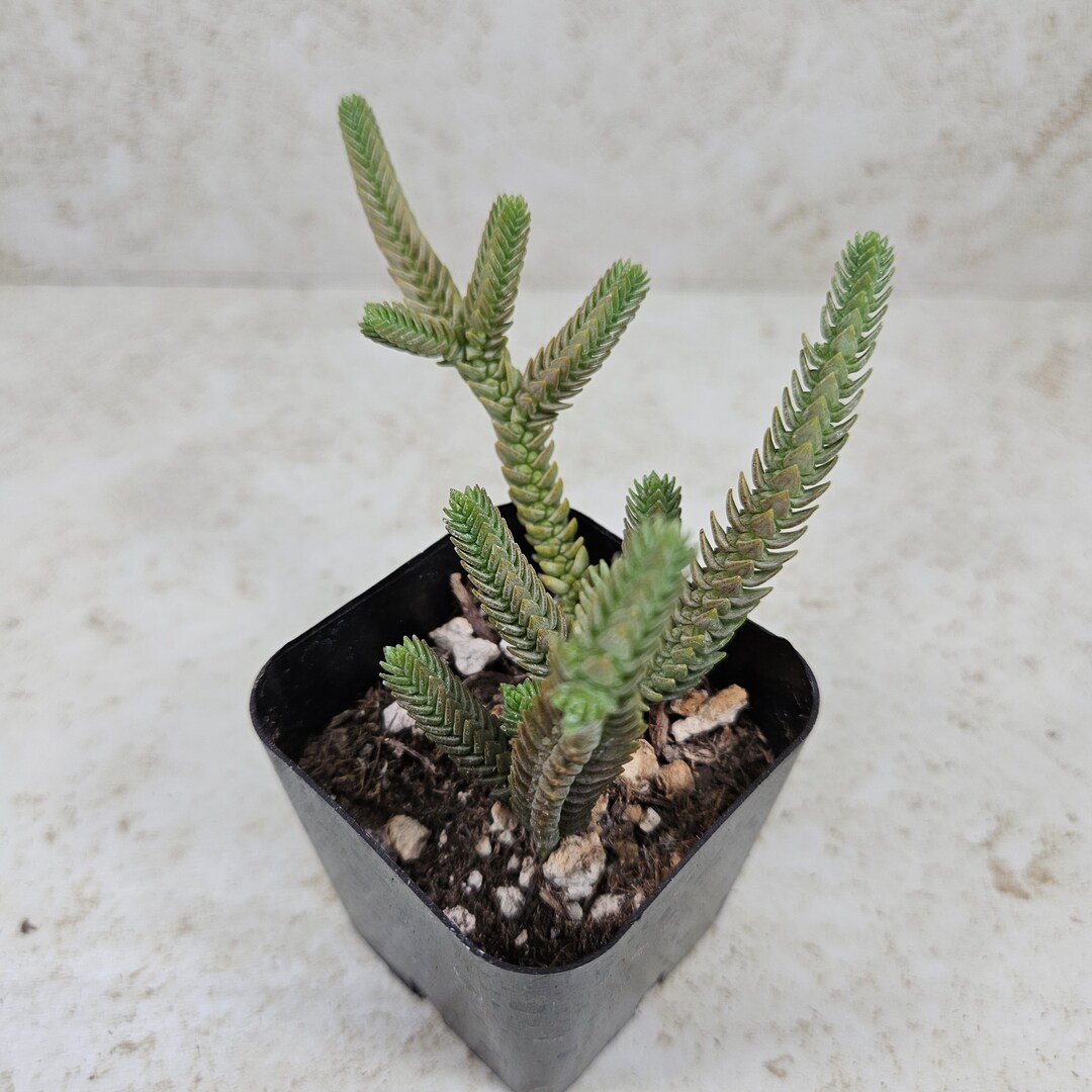 Crassula Mucosa, "princess Pine", Succulent, Live Plant - Etsy