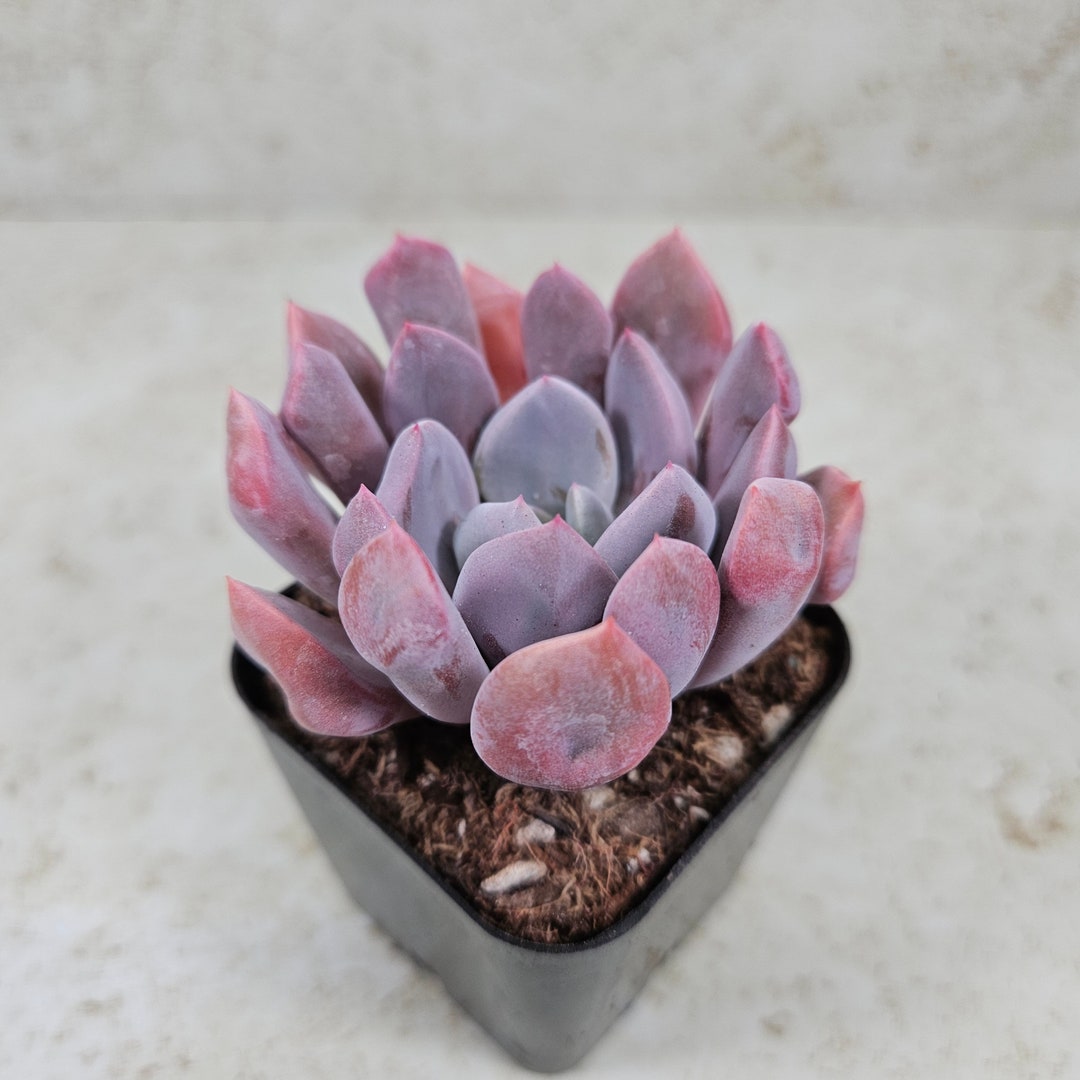 Graptoveria lilac Spoons/cupid/topsy Debbie Succulent, Live Plant - Etsy