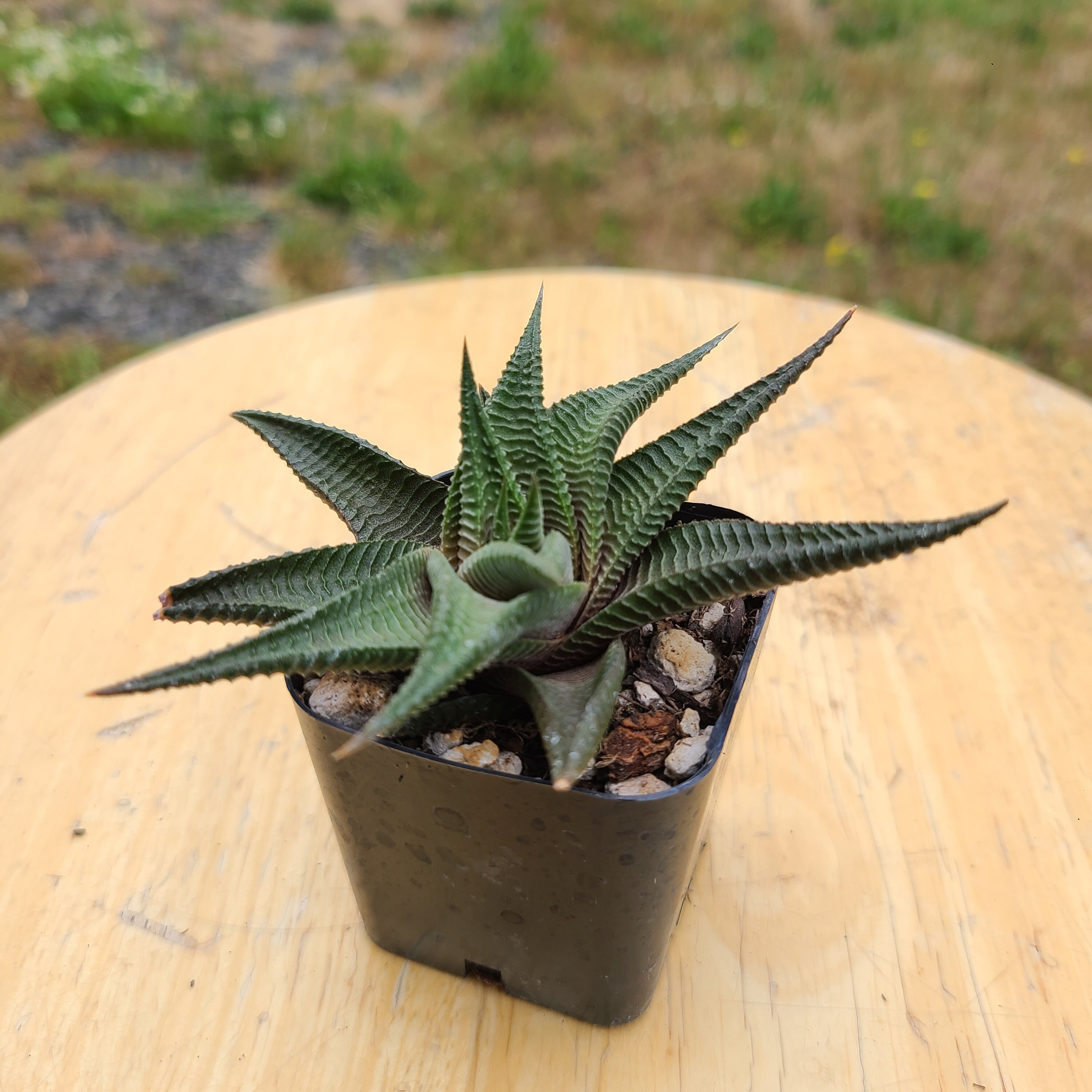 Haworthia limifolia Twister succulent live plant | Etsy