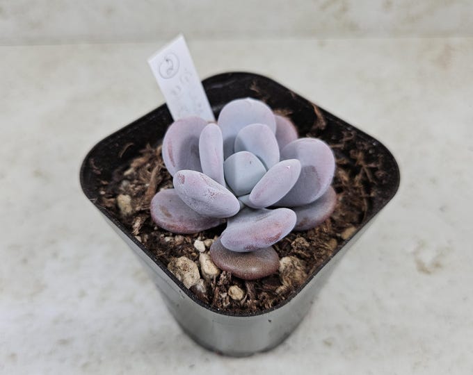 Korean Graptoveria "lala" #2, Succulent, Live Plant - Etsy