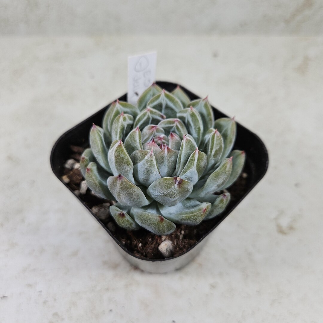 Korean Echeveria "snowflake Jelly" #1, Succulent, Live Plant - Etsy