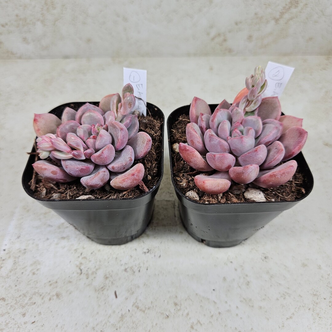 Korean Echeveria arang Drong, Succulent, Live Plant - Etsy