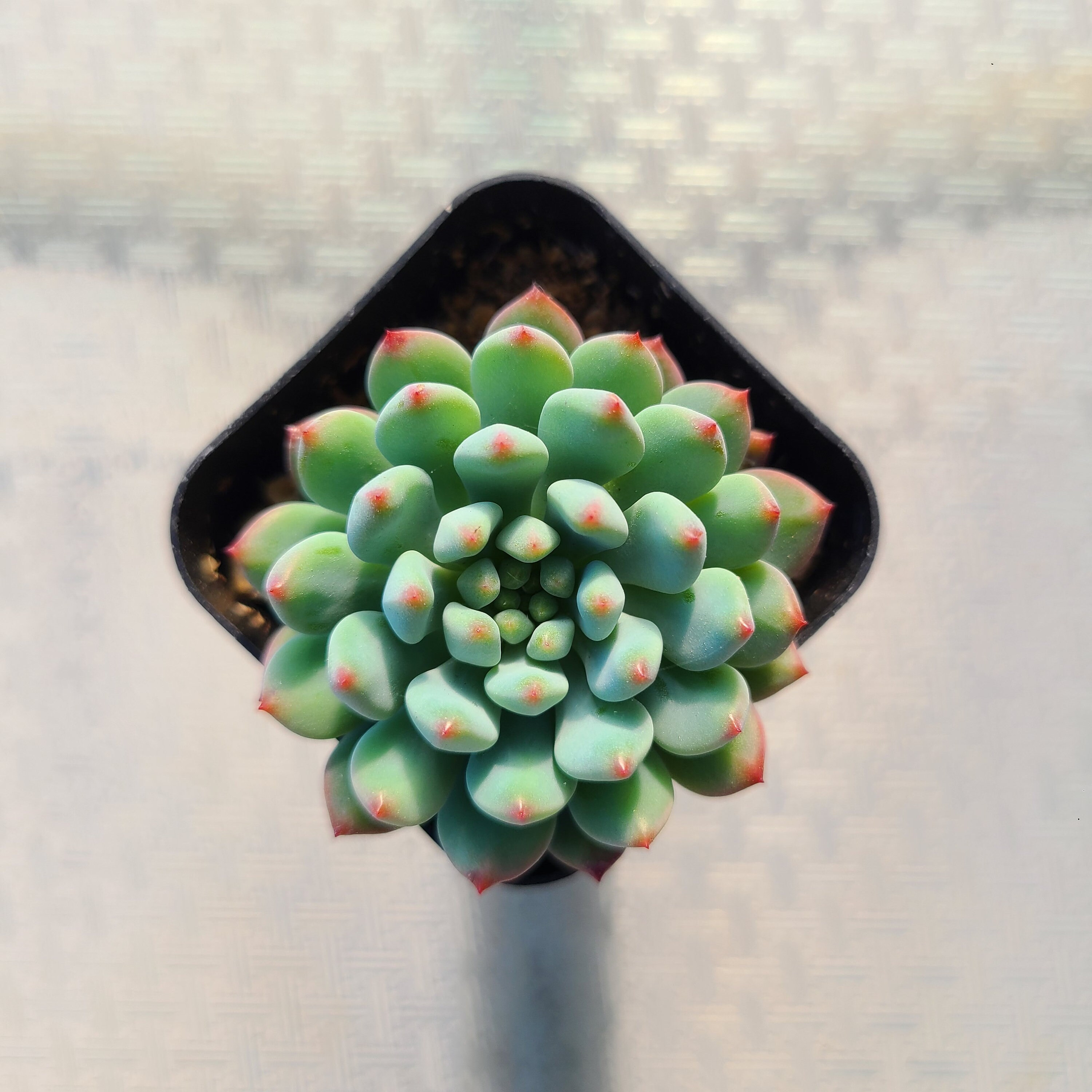 Sedeveria Blue Elf Succulent Live Plant - Etsy