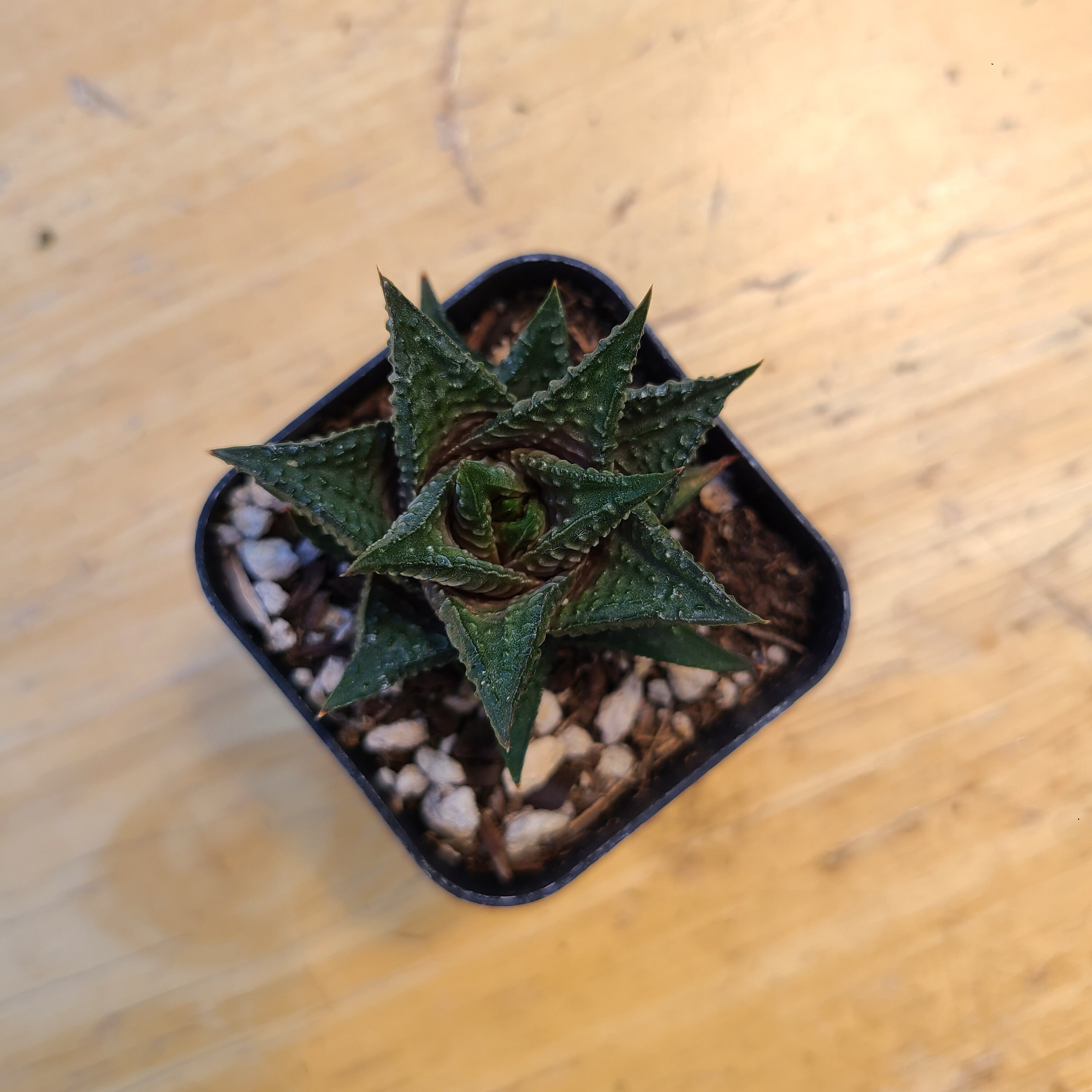 Haworthia limifolia succulent live plant | Etsy
