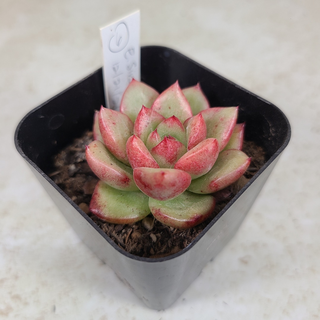 Korean Echeveria siren 6 Succulent Live Plant - Etsy